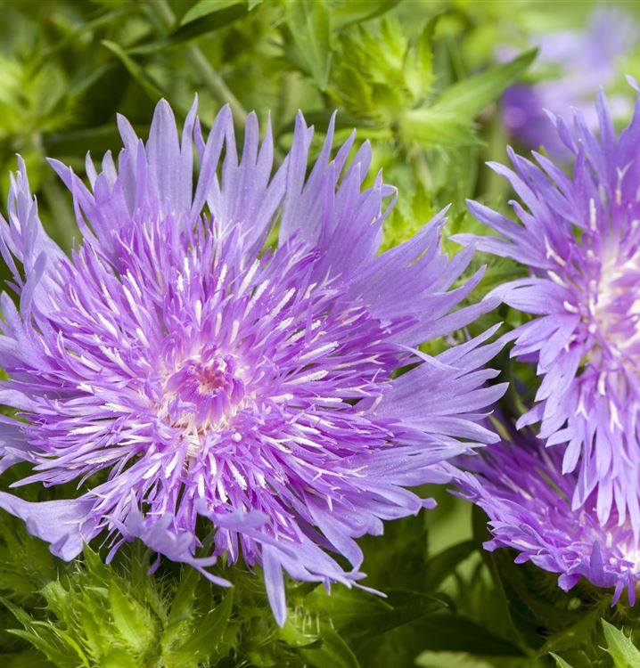 Stokesia laevis 'Mel's Blue'