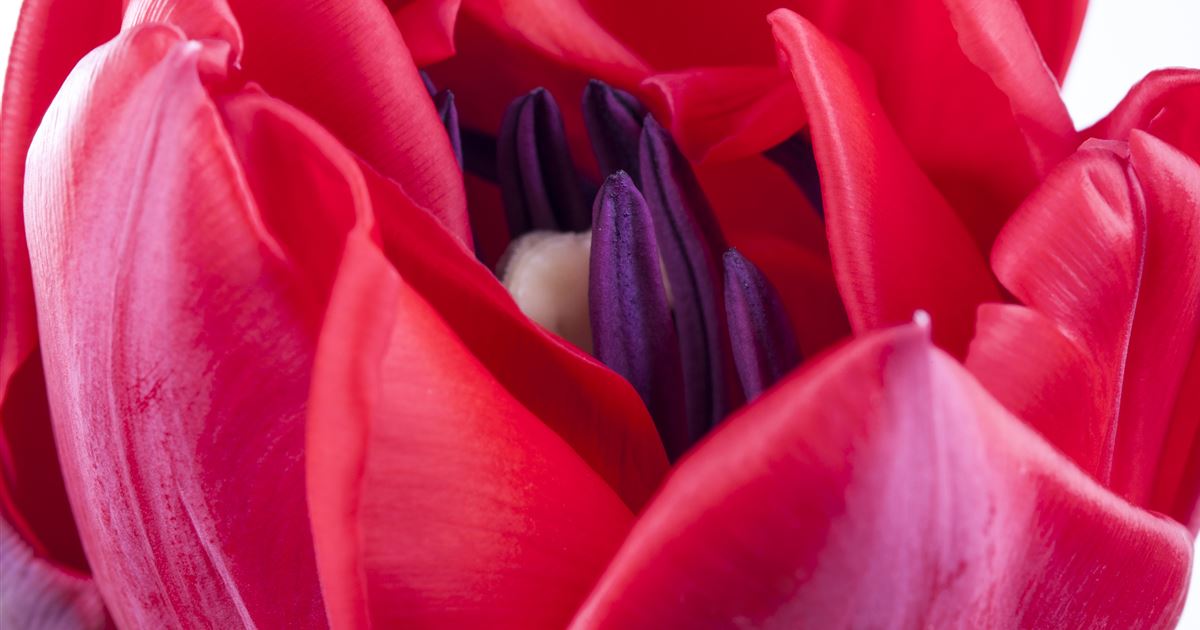 Tulipa 'Tiny Timo'
