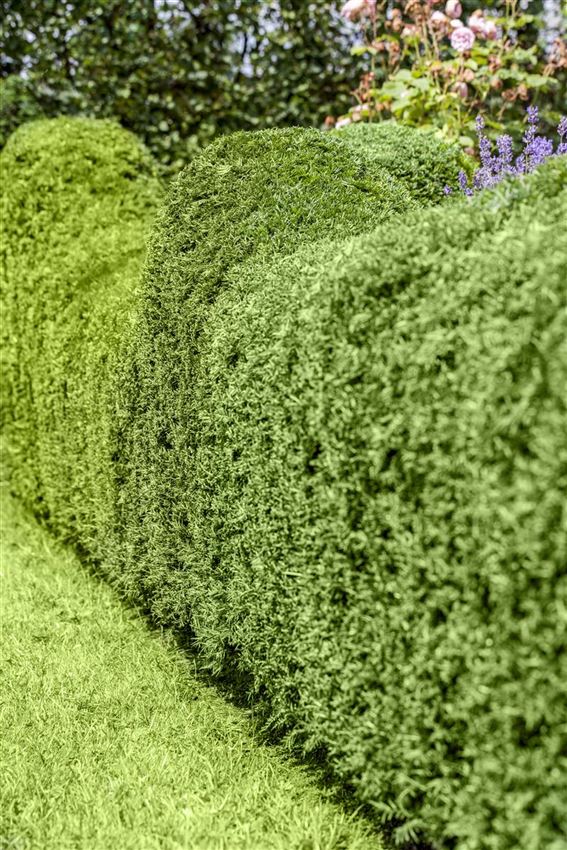 Hecken richtig pflanzen - Rusterholz Pflanzencenter AG