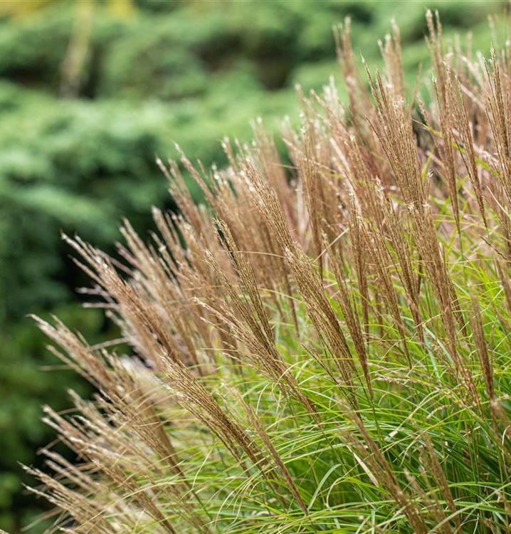 Miscanthus sinensis 'Yakushima Dwarf'