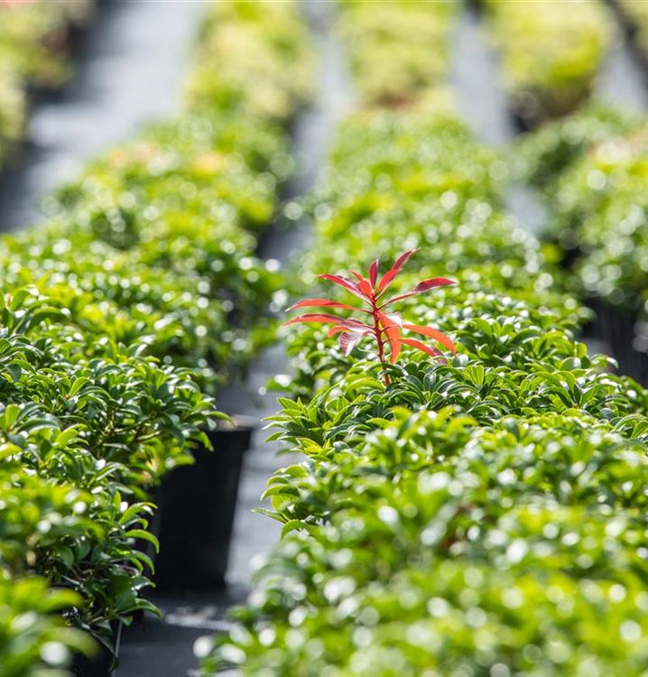 Pieris japonica 'Bonfire'