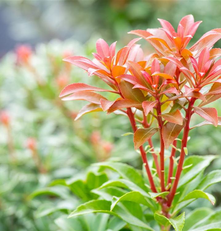 Pieris japonica 'Bonfire'