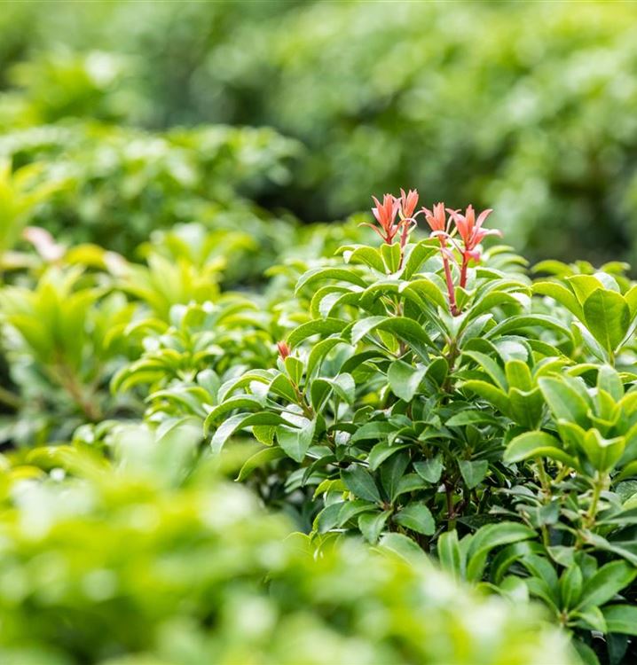 Pieris japonica 'Bonfire'