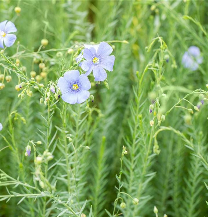 Linum perenne