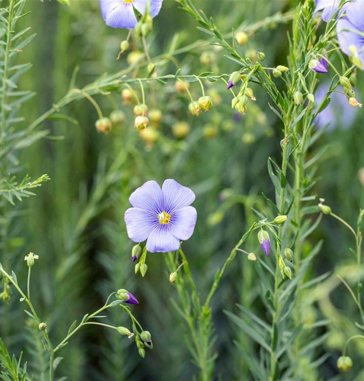 Linum perenne
