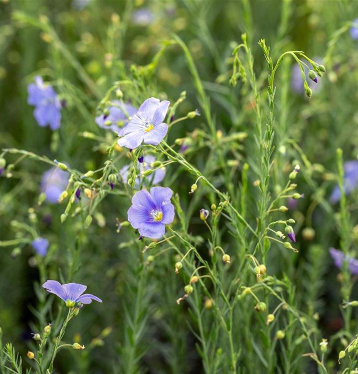 Linum perenne