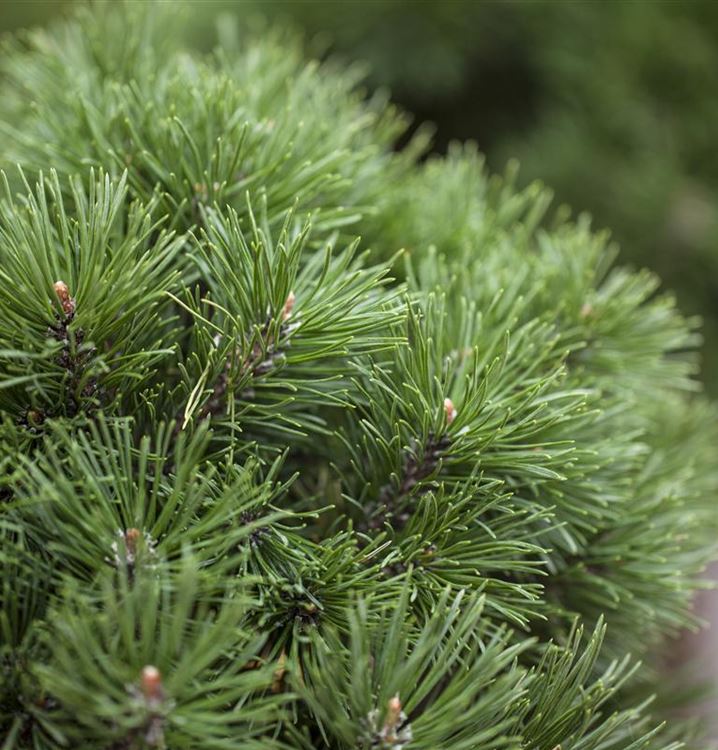 Pinus mugo 'Mops'