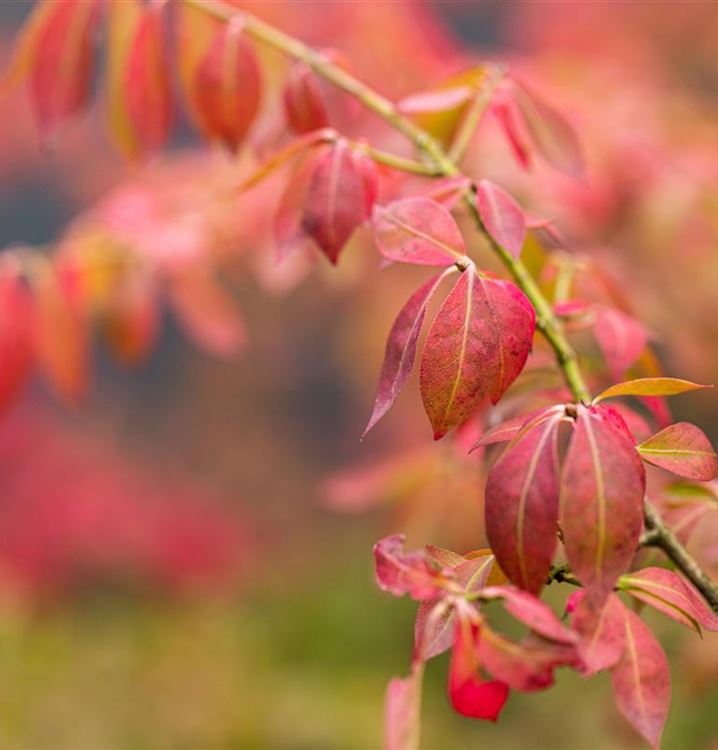Euonymus fortunei 'Coloratus'