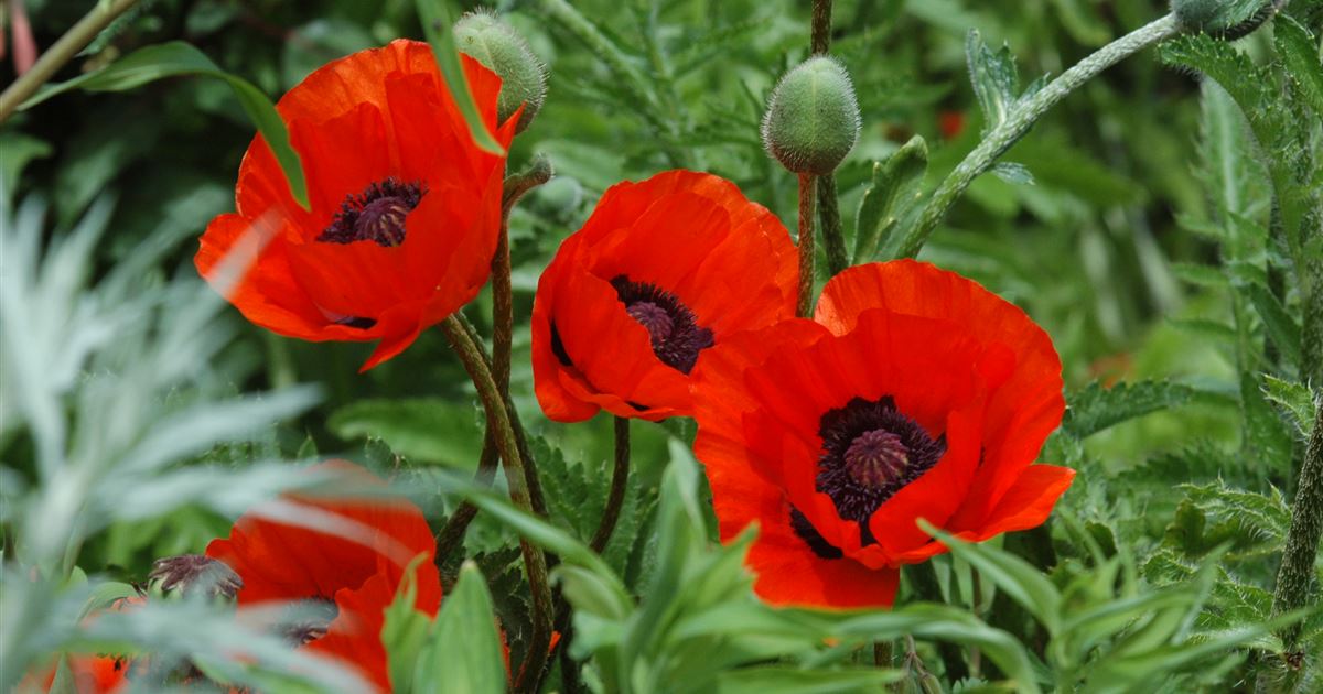Papaver orientale 'Beauty of Livermere'