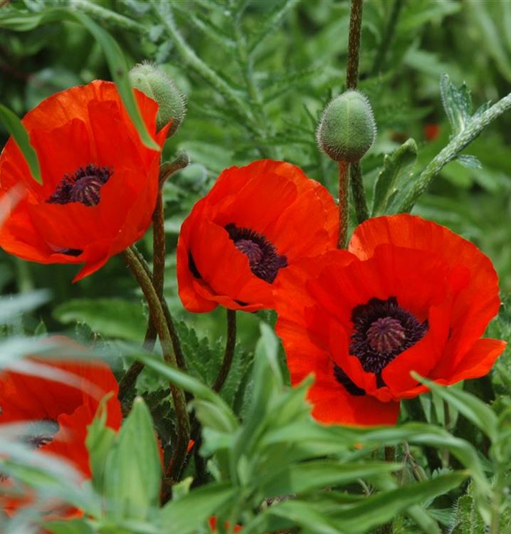Papaver orientale 'Beauty of Livermere'