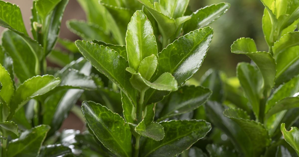 Euonymus fortunei var. radicans