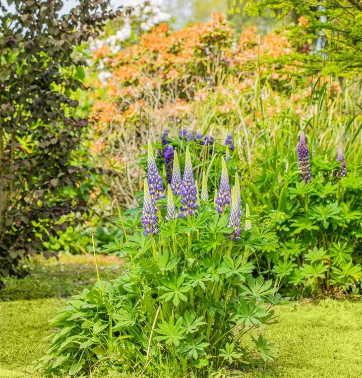Lupinus polyphyllus 'Nanus Gallery Blau'