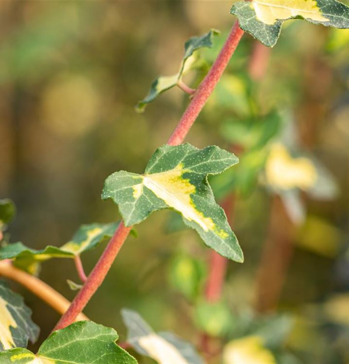 Hedera helix 'Goldheart'