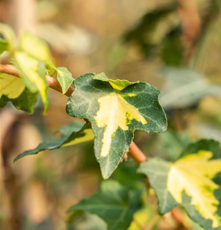 Hedera helix 'Goldheart'