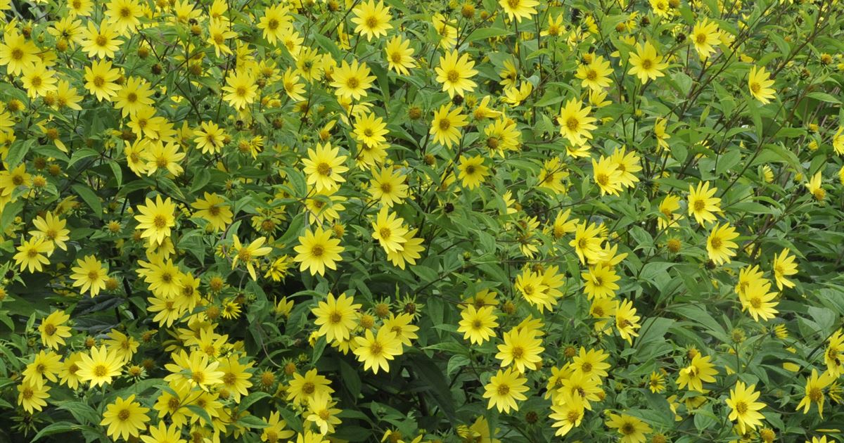 Helianthus microcephalus 'Lemon Queen'