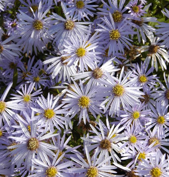 Aster pyrenaeus 'Lutetia'