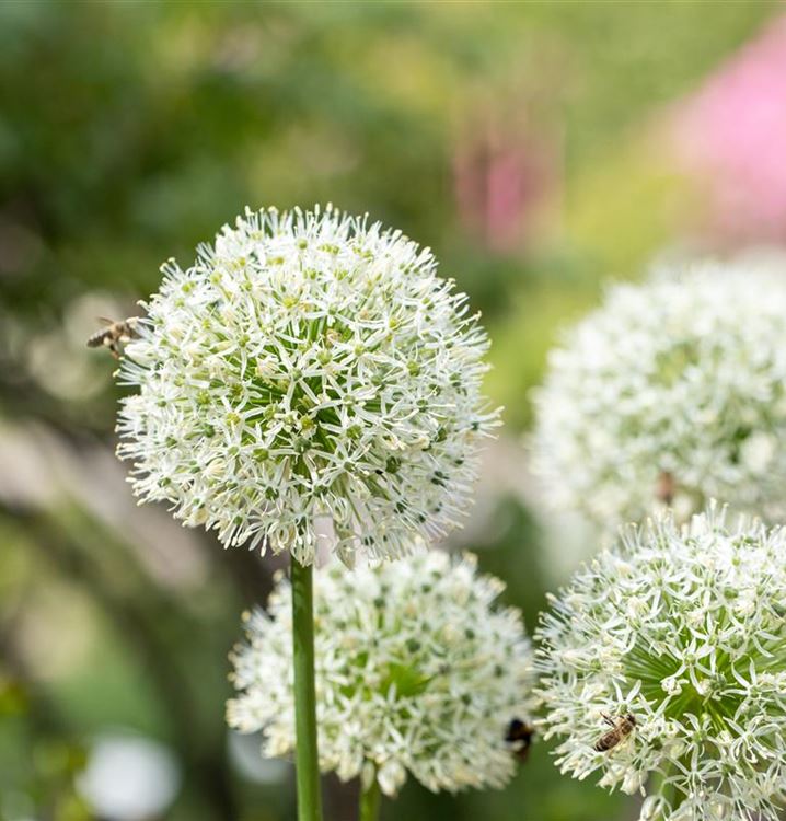 Allium stipitatum 'Mount Everest'