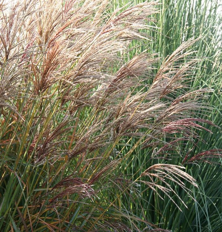 Miscanthus sinensis 'Ferner Osten'