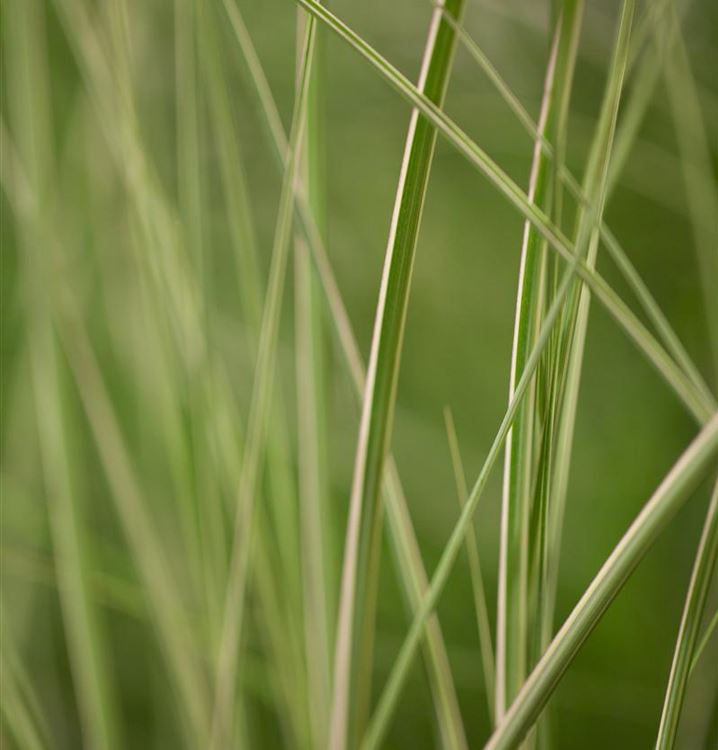 Miscanthus sinensis 'Kleine Silberspinne'