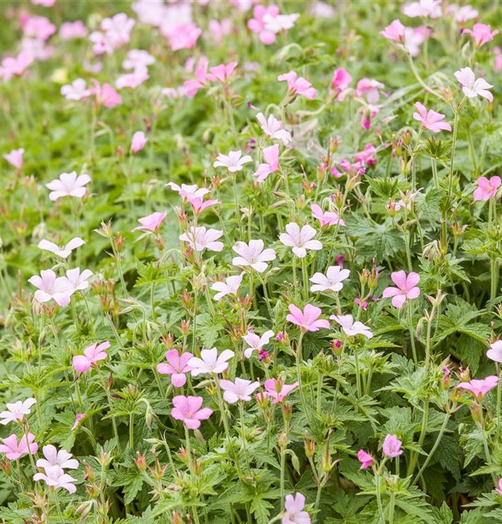 Geranium sanguineum 'Pink Pouffe'