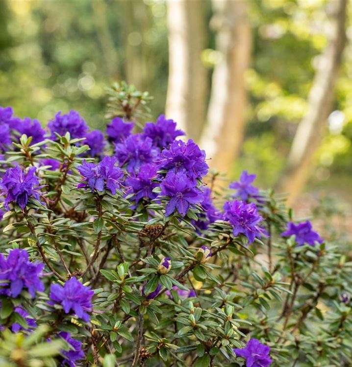 Rhododendron 'Azurika'