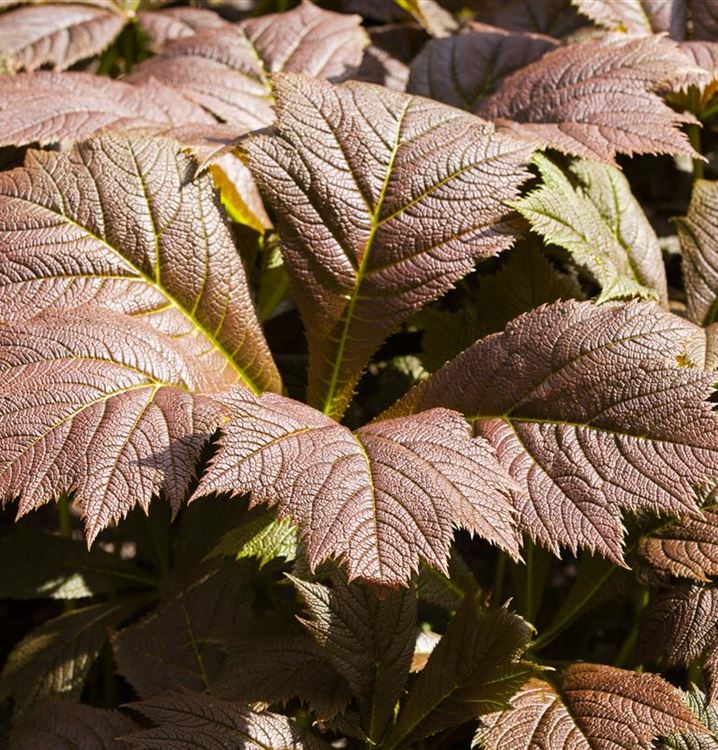 Rodgersia podophylla 'Rotlaub'