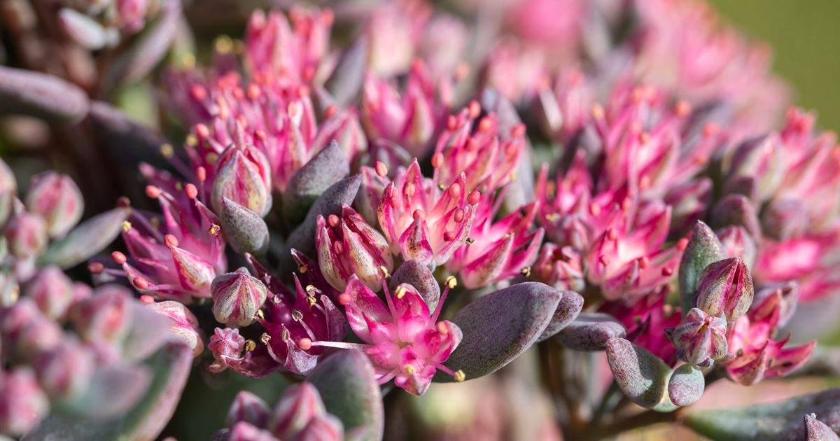 Sedum cauticola 'Robustum'