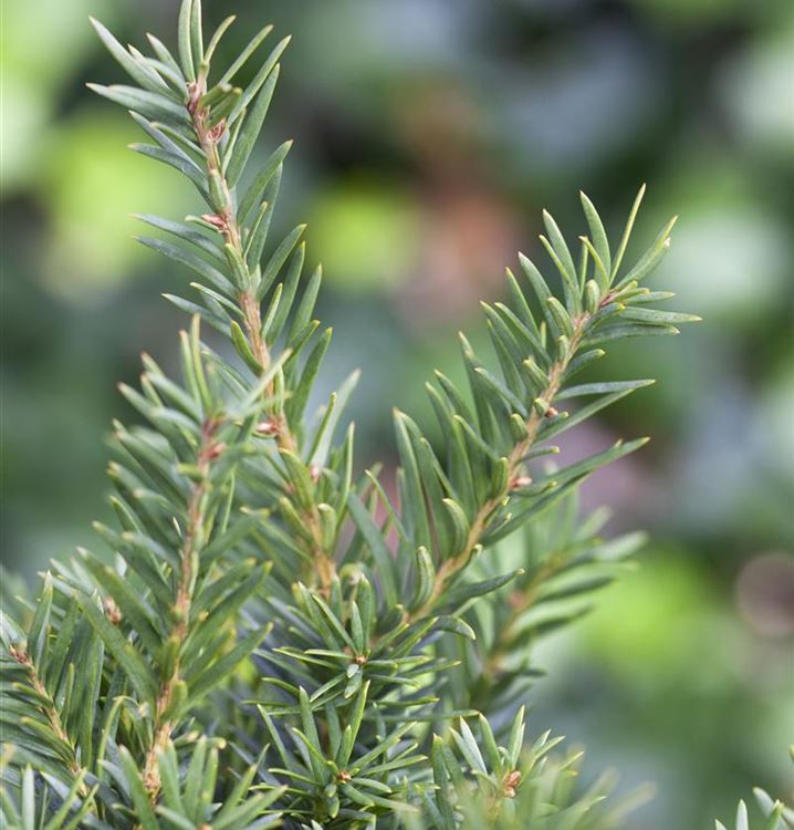 Taxus baccata 'Repandens'
