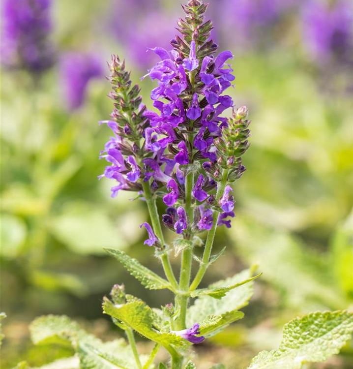 Salvia nemorosa 'Marcus'