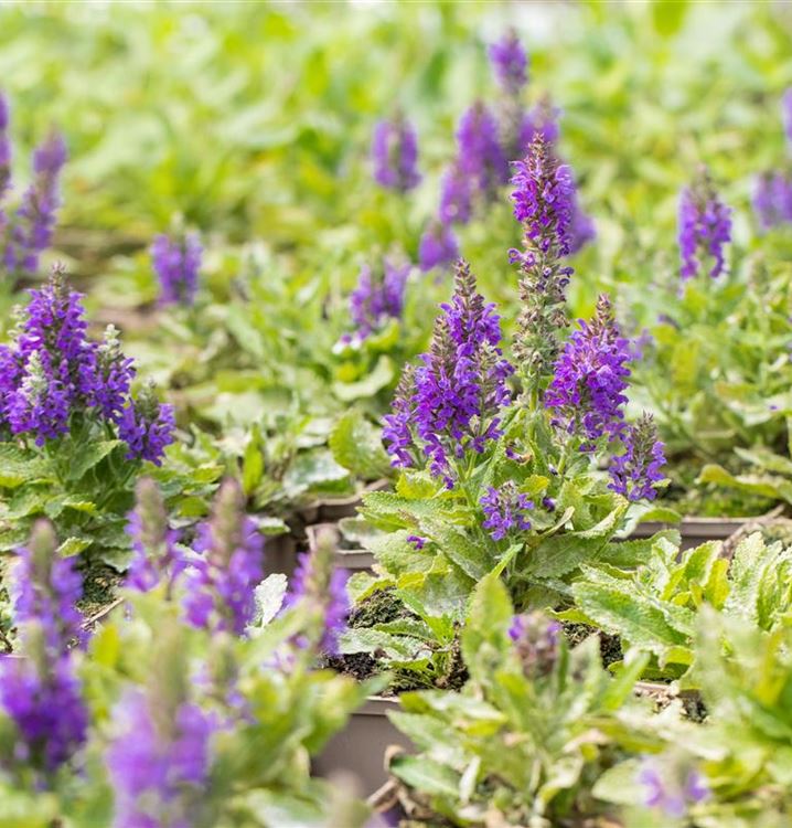 Salvia nemorosa 'Marcus'