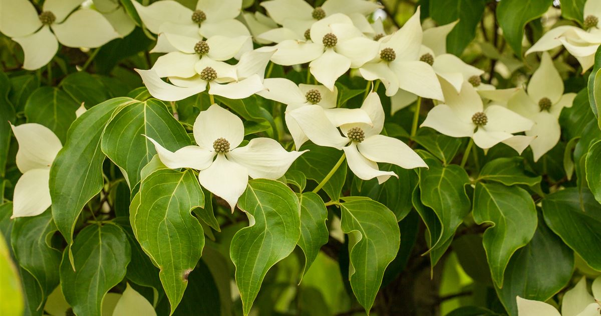 Cornus kousa 'Roberts Select'