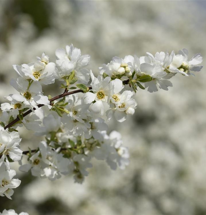Exochorda 'The Bride'