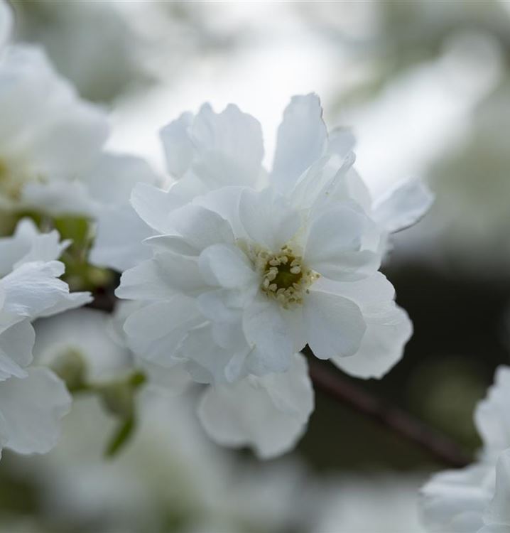 Exochorda 'The Bride'
