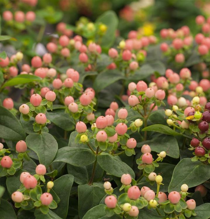 Hypericum 'Miracle Blossom'