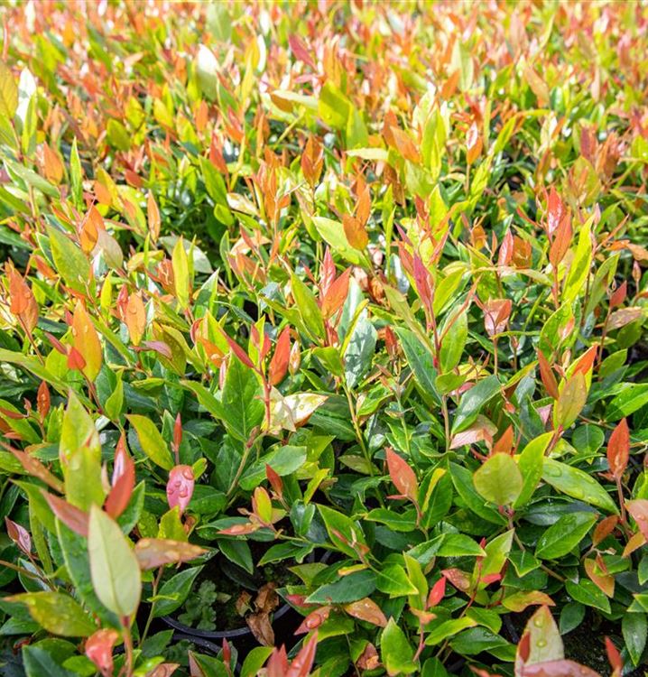 Leucothoe 'Little Flames'