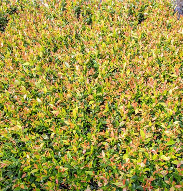 Leucothoe 'Little Flames'