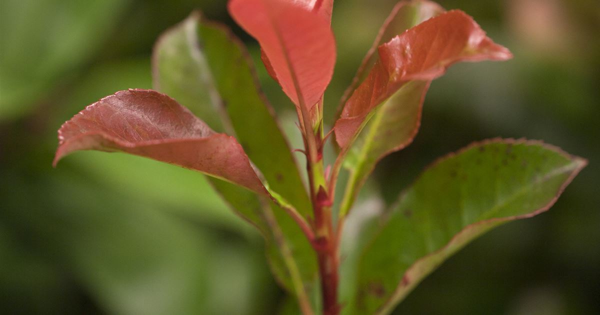 Photinia fraseri (x) 'Robusta Compacta'