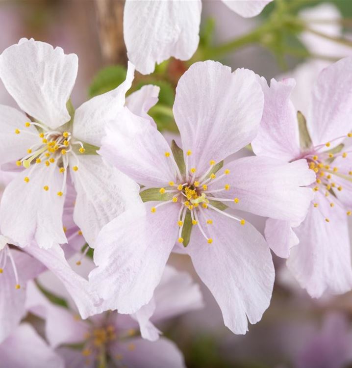 Prunus nipponica 'Brillant'