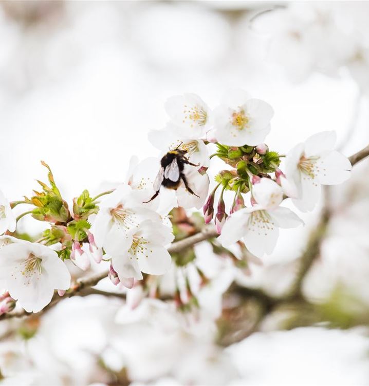 Prunus nipponica 'Brillant'