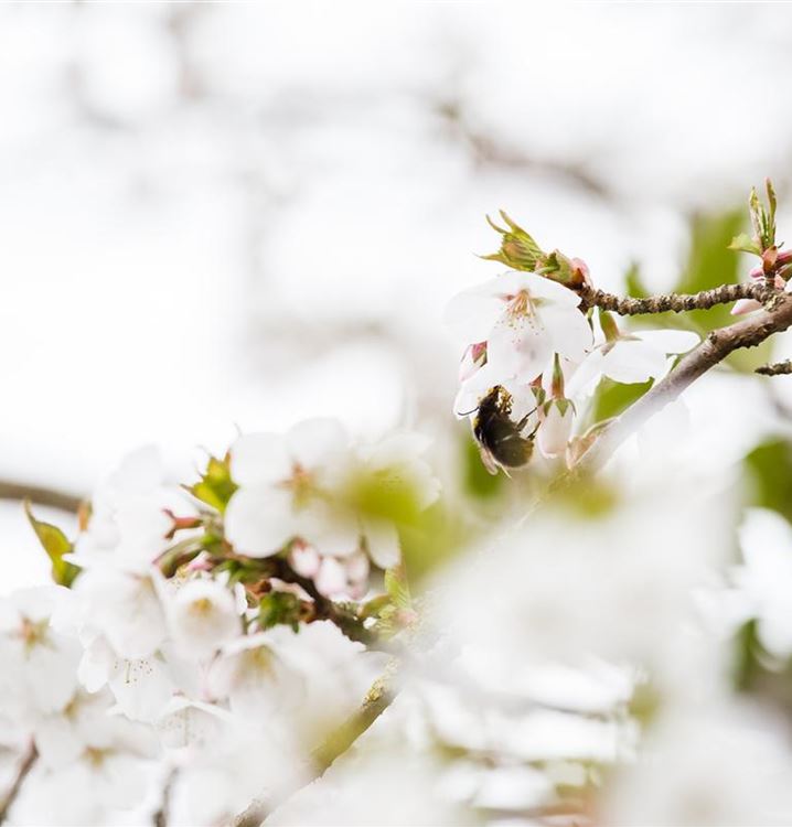 Prunus nipponica 'Brillant'