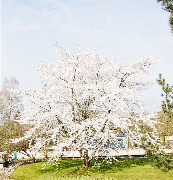 Prunus nipponica 'Brillant'