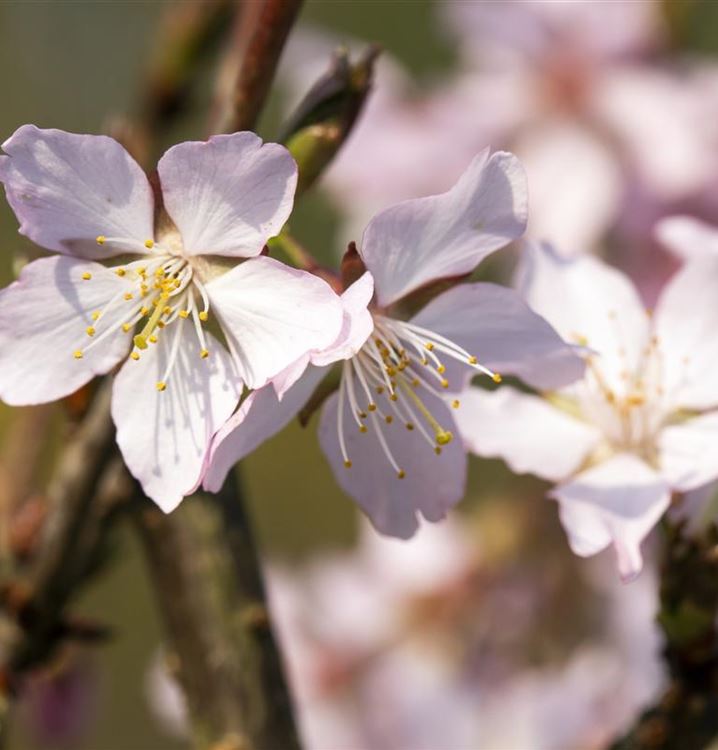 Prunus nipponica 'Ruby'