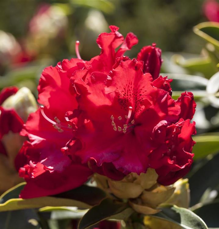 Rhododendron (Arboreum-Gruppe) 'Wilgen's Ruby'
