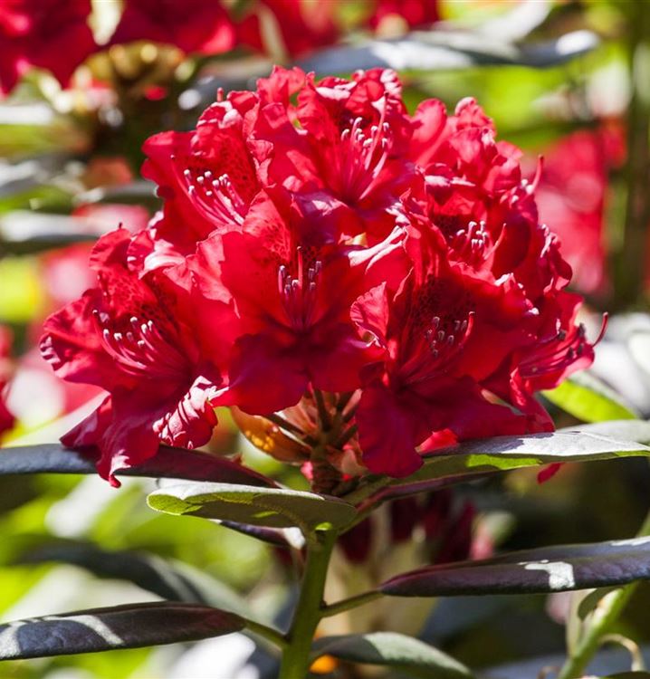 Rhododendron (Arboreum-Gruppe) 'Wilgen's Ruby'