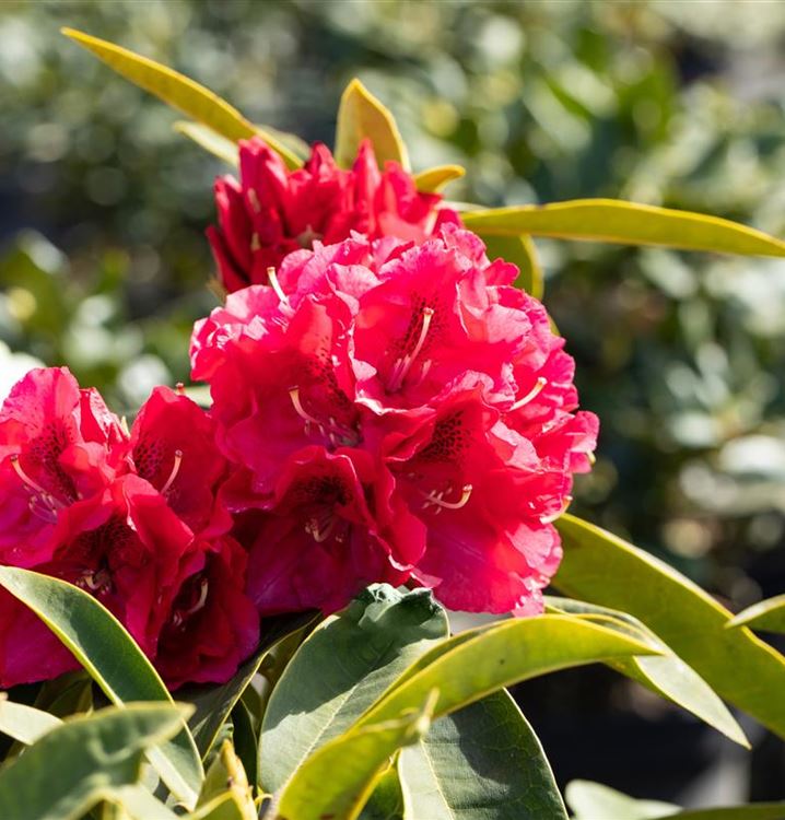 Rhododendron (Arboreum-Gruppe) 'Wilgen's Ruby'