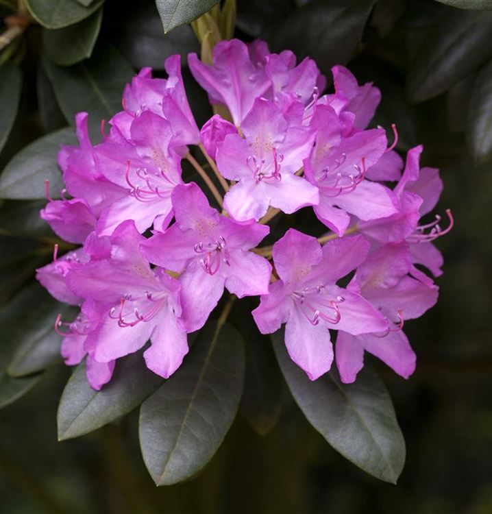 Rhododendron (Cat. -Gruppe) 'Roseum Elegans'