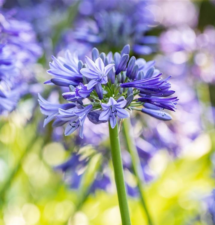 Agapanthus 'Dr Brouwer'