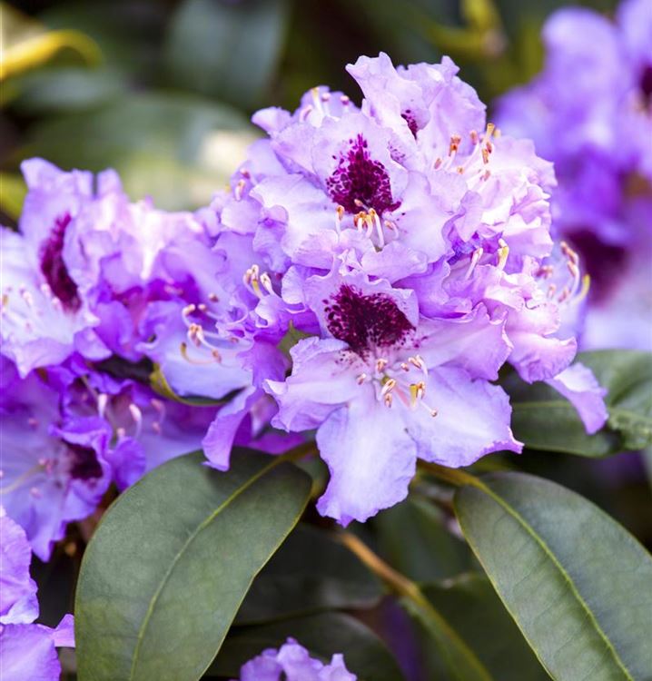 Rhododendron 'Blue Peter'