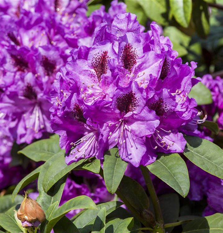 Rhododendron 'Blue Peter'