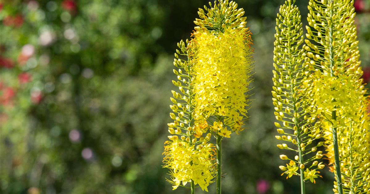 Eremurus stenophyllus (Syn. E. bungei)